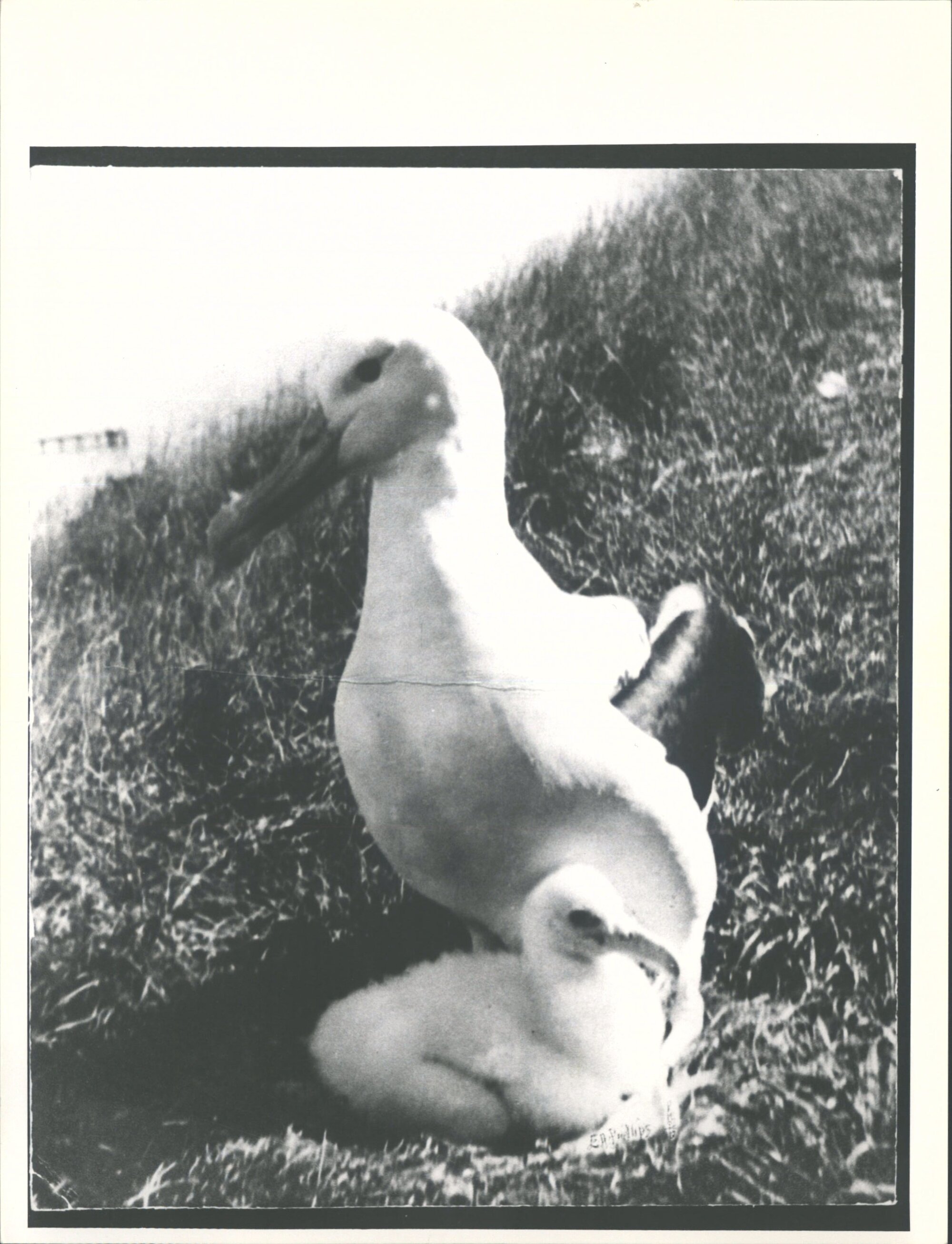 Murder So Rash – Rose Pascoe